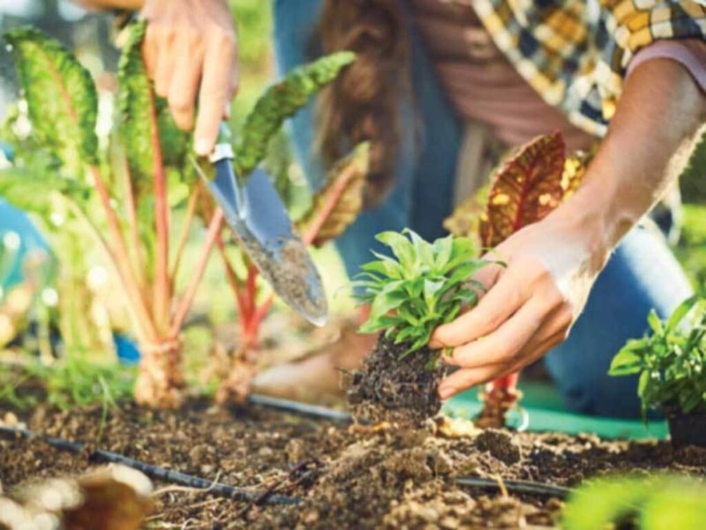 How to Plant an Edible Garden - Lurvey Landscape Supply