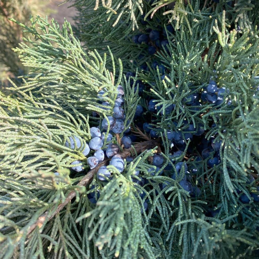 Juniper, Up 'Iowa' - Lurvey Landscape Supply