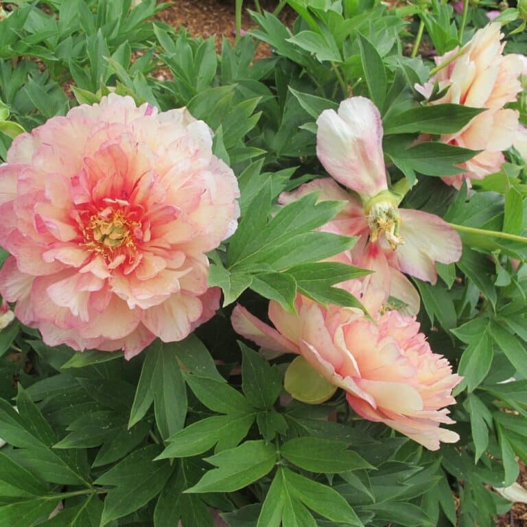 'Simply Scrumptious' Garden Candy Itoh Peony - Lurvey Landscape Supply