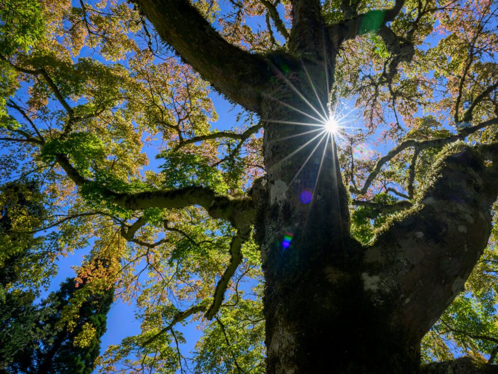Benefits of Shade & The Role of Shade Trees - Lurvey Landscape Supply