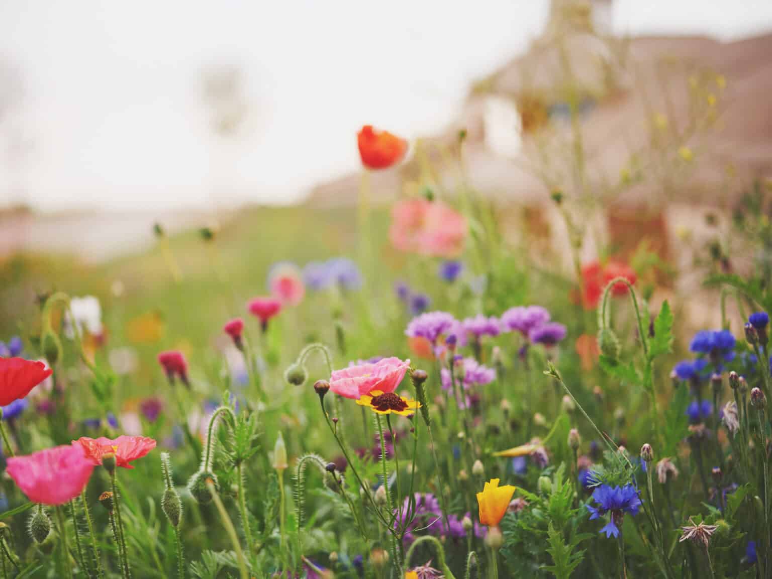 Wildflowers Bring Your Garden to Life This Spring - Lurvey Landscape Supply